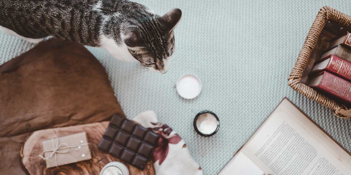 What To Do If Your Cat Eats Chocolate Accidentally